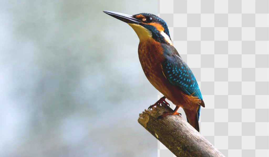 4 Easy Ways To Delete Background To Transparent With GIMP